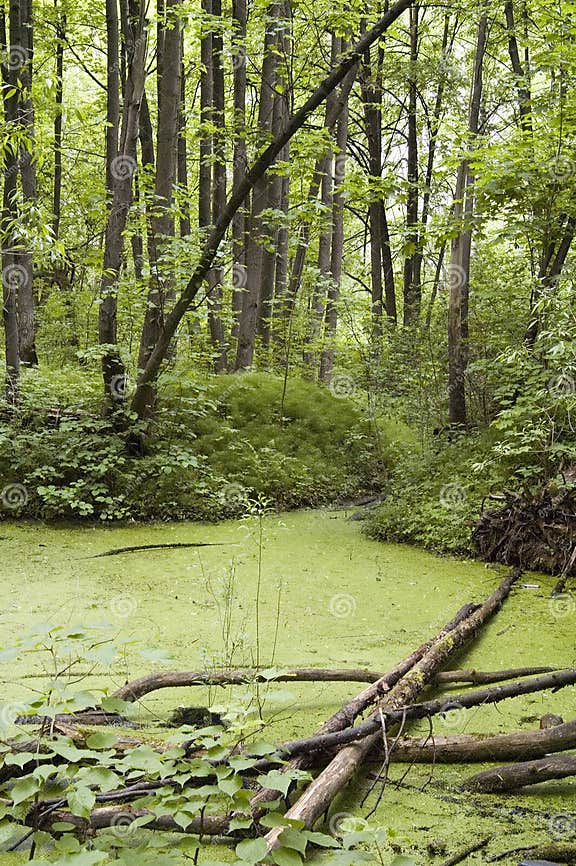 Bog stock photo. Image of wood, russian, fallen, thick - 388404