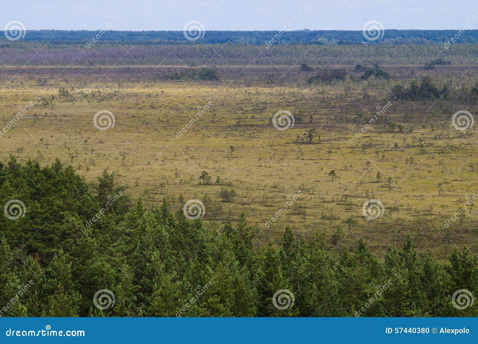 Bog area aerial view stock photo. Image of europe, pine - 57440380