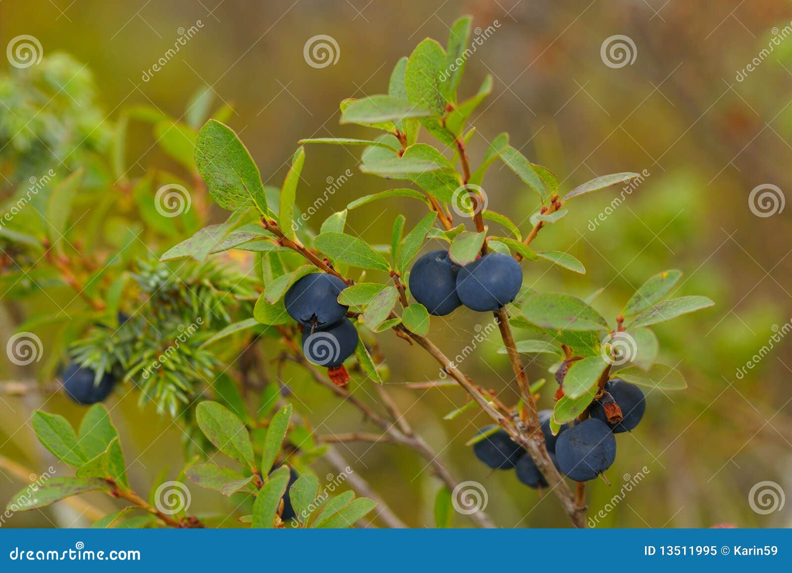 Bog bilberry stock image. Image of bilberries, berry - 13511995