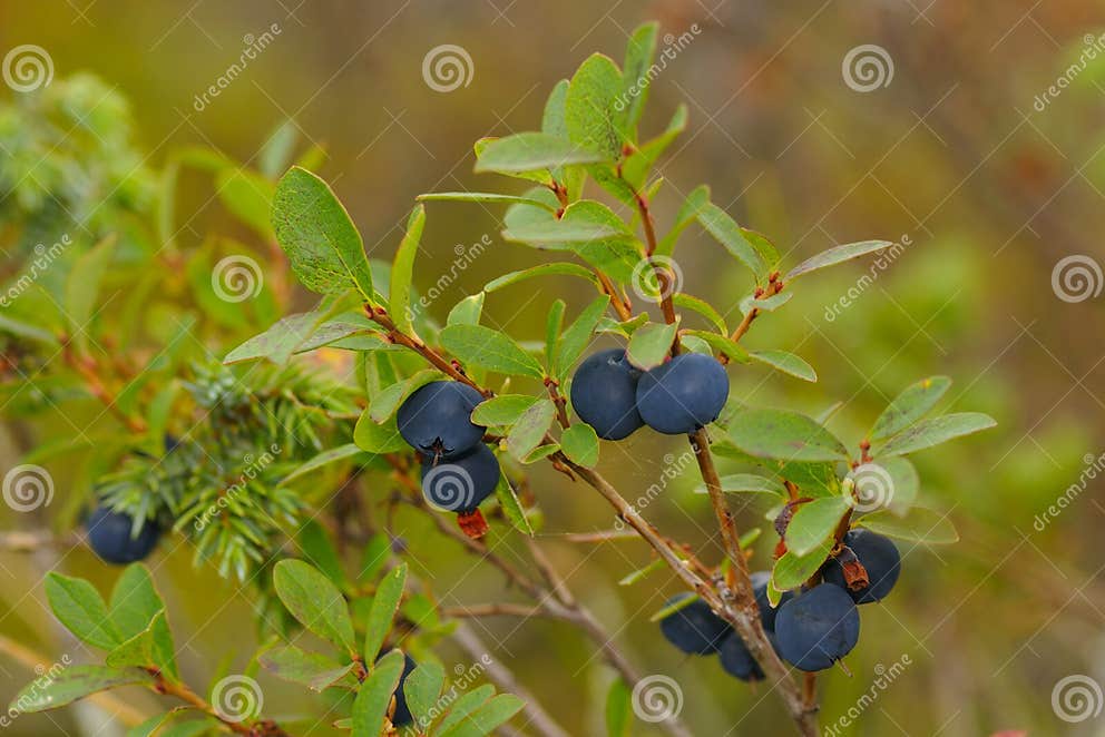 Bog bilberry stock image. Image of bilberries, berry - 13511995