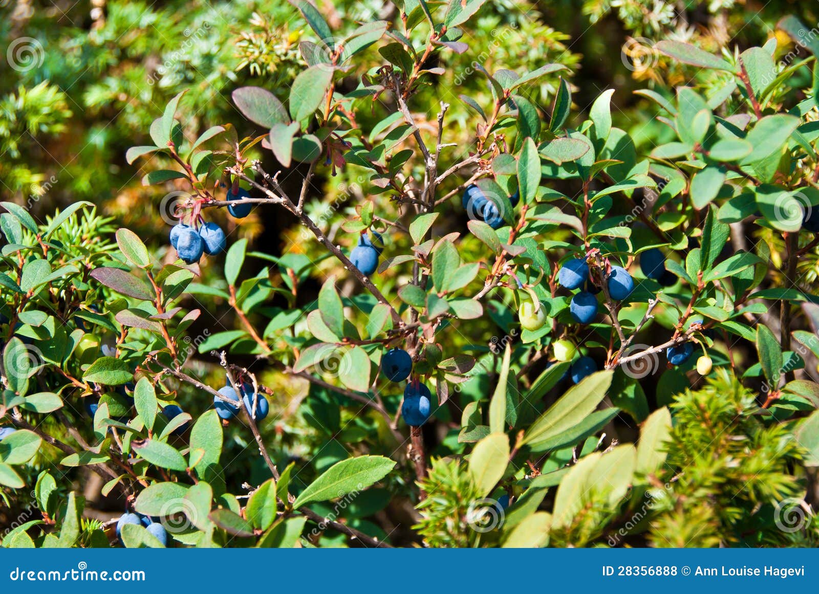 Bog bilberry stock photo. Image of growing, whortleberry - 28356888