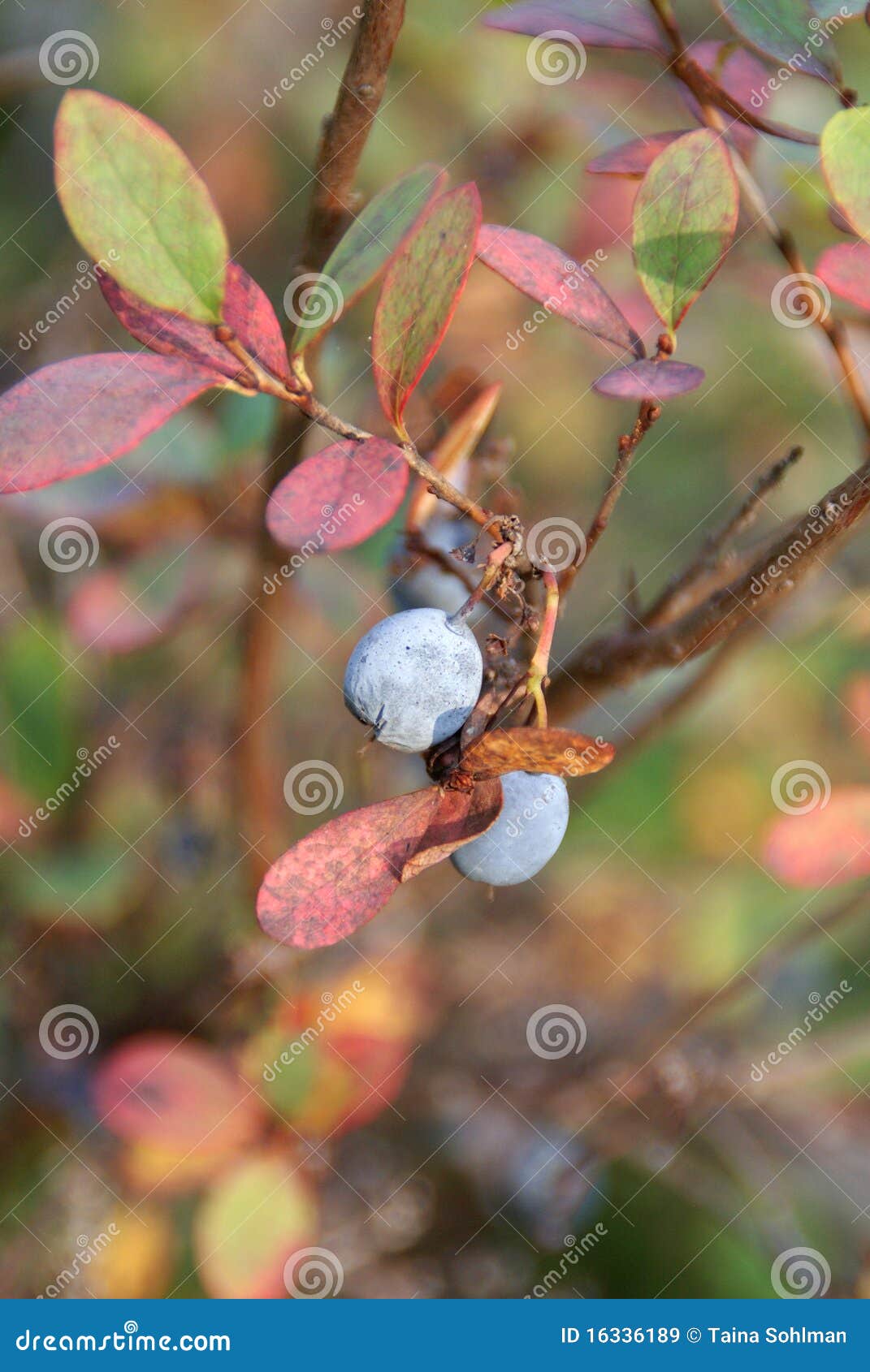 Bog Bilberry in Autumn stock image. Image of blue, colors - 16336189