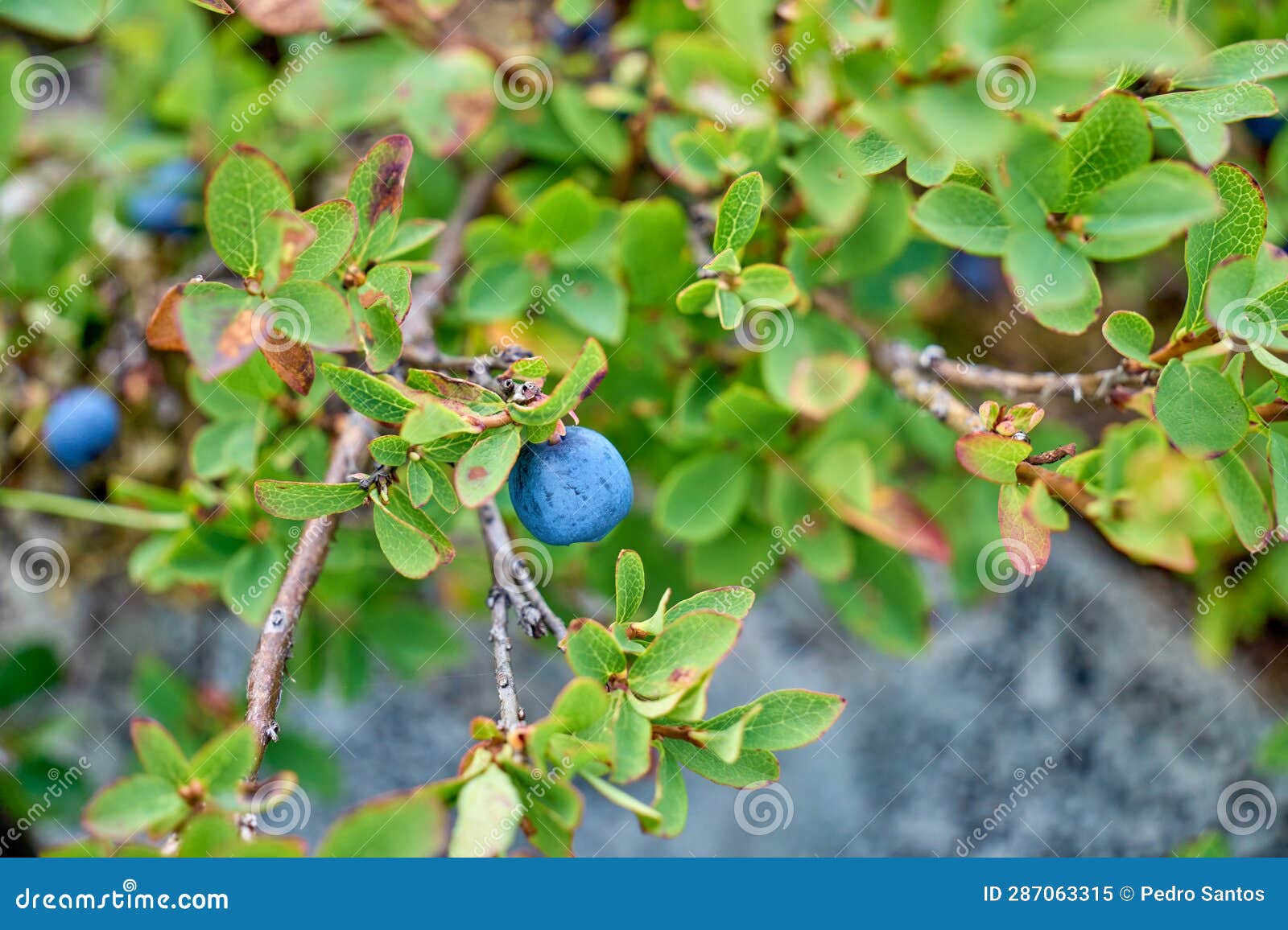Bog Blueberry, Typical Flora from the Swiss Alps Stock Image - Image of ...