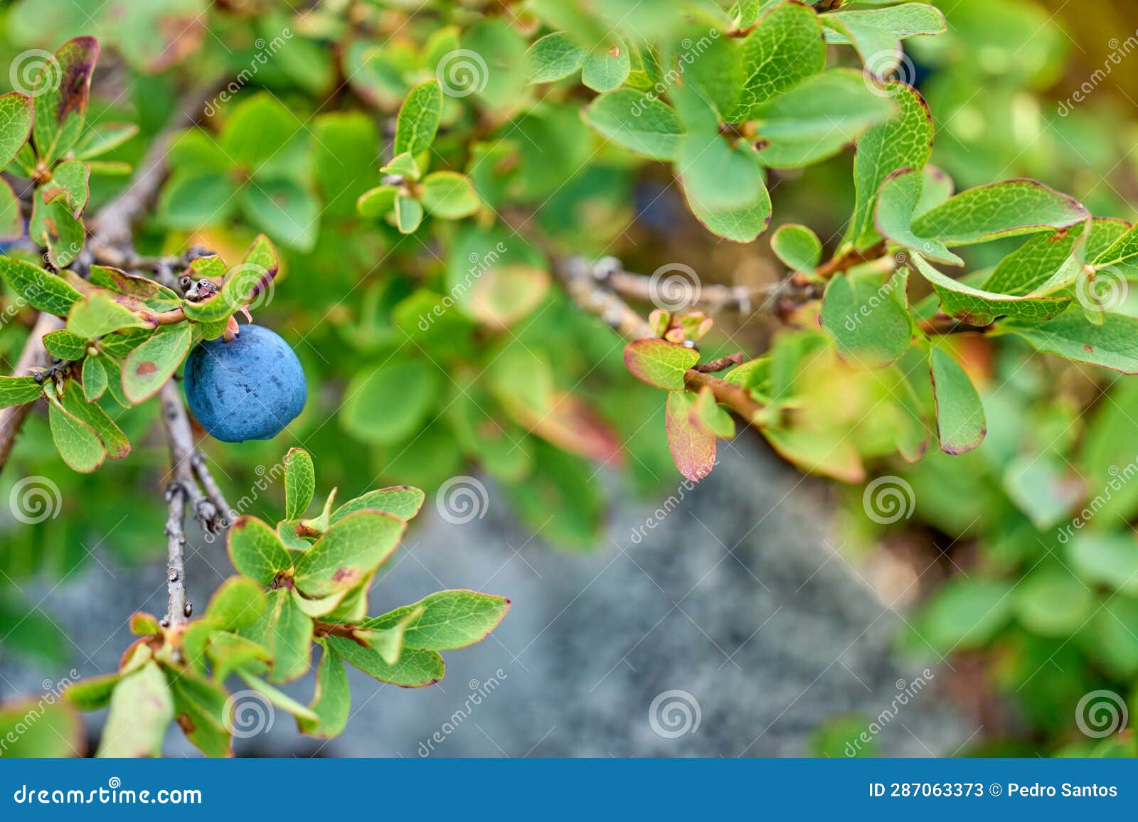 Bog Blueberry, Typical Flora from the Swiss Alps Stock Image - Image of ...