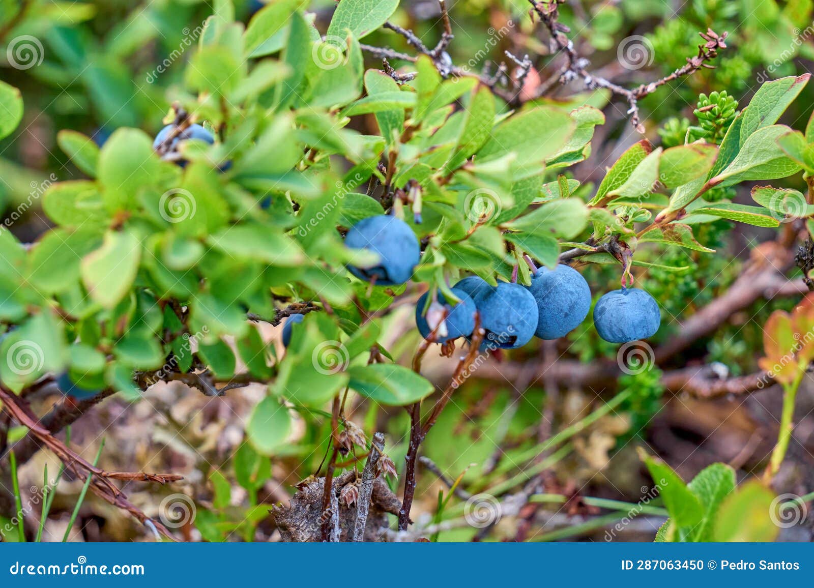 Bog Blueberry, Typical Flora from the Swiss Alps Stock Photo - Image of ...