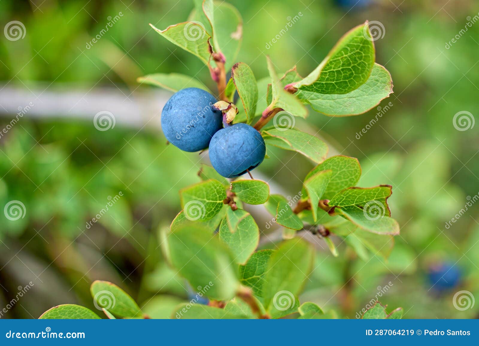 Bog Blueberry, Typical Flora from the Swiss Alps Stock Image - Image of ...
