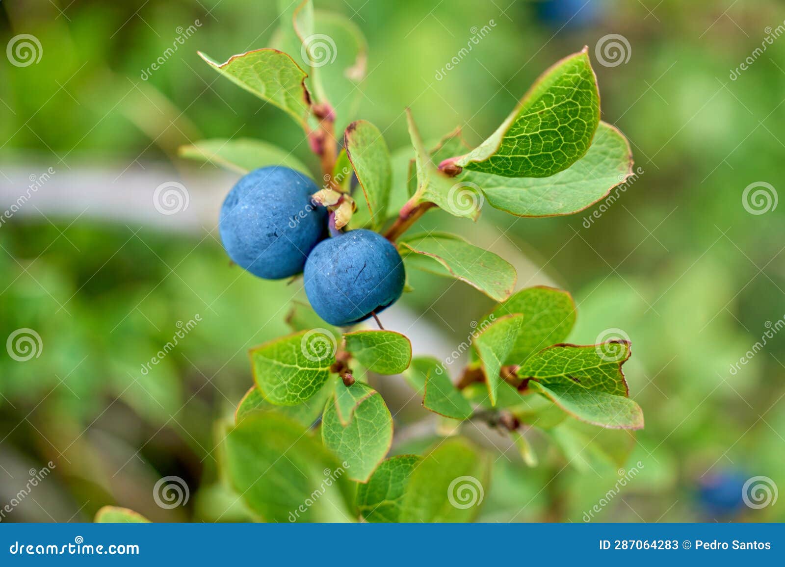 Bog Blueberry, Typical Flora from the Swiss Alps Stock Image - Image of ...