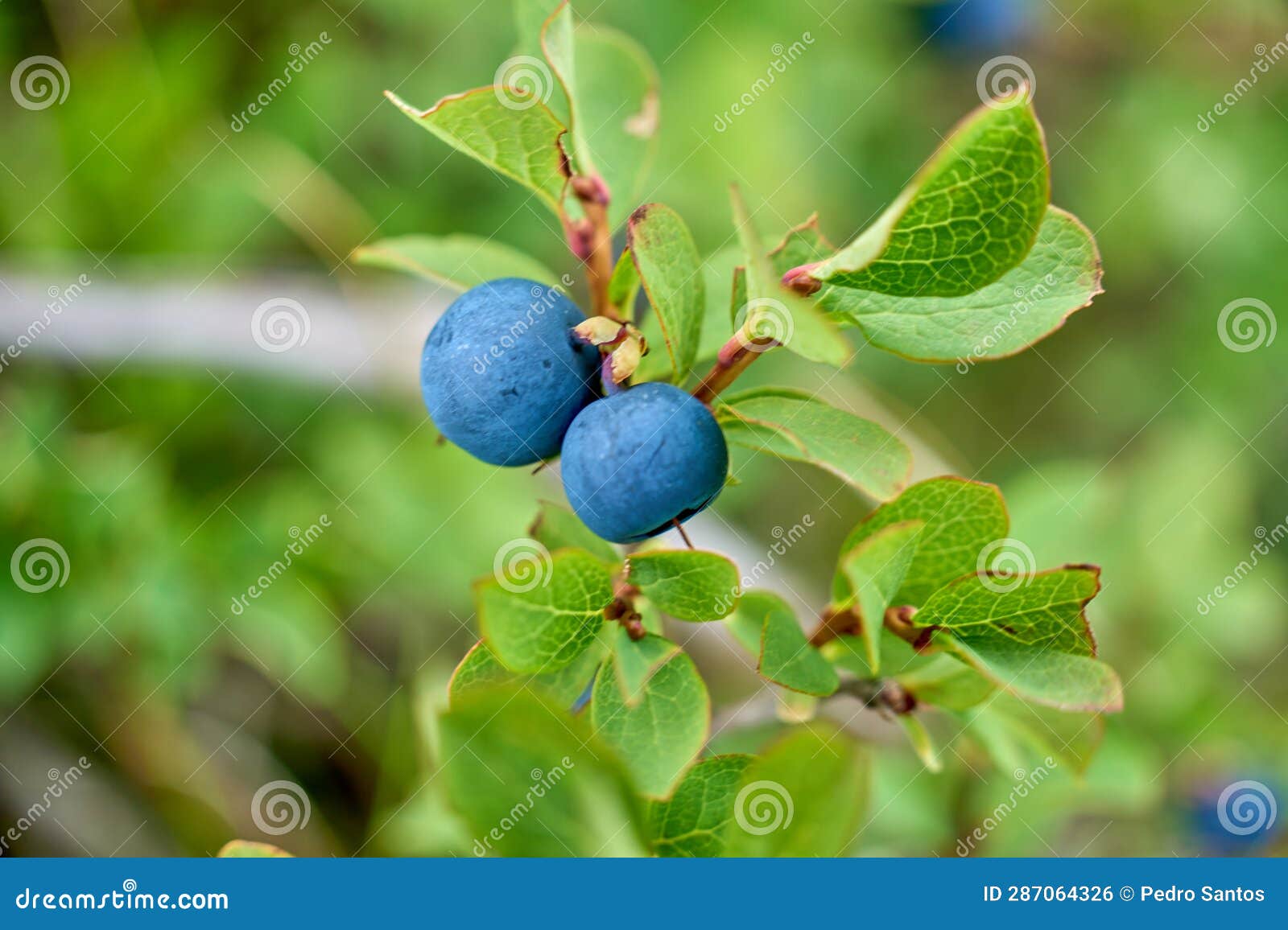 Bog Blueberry, Typical Flora from the Swiss Alps Stock Photo - Image of ...