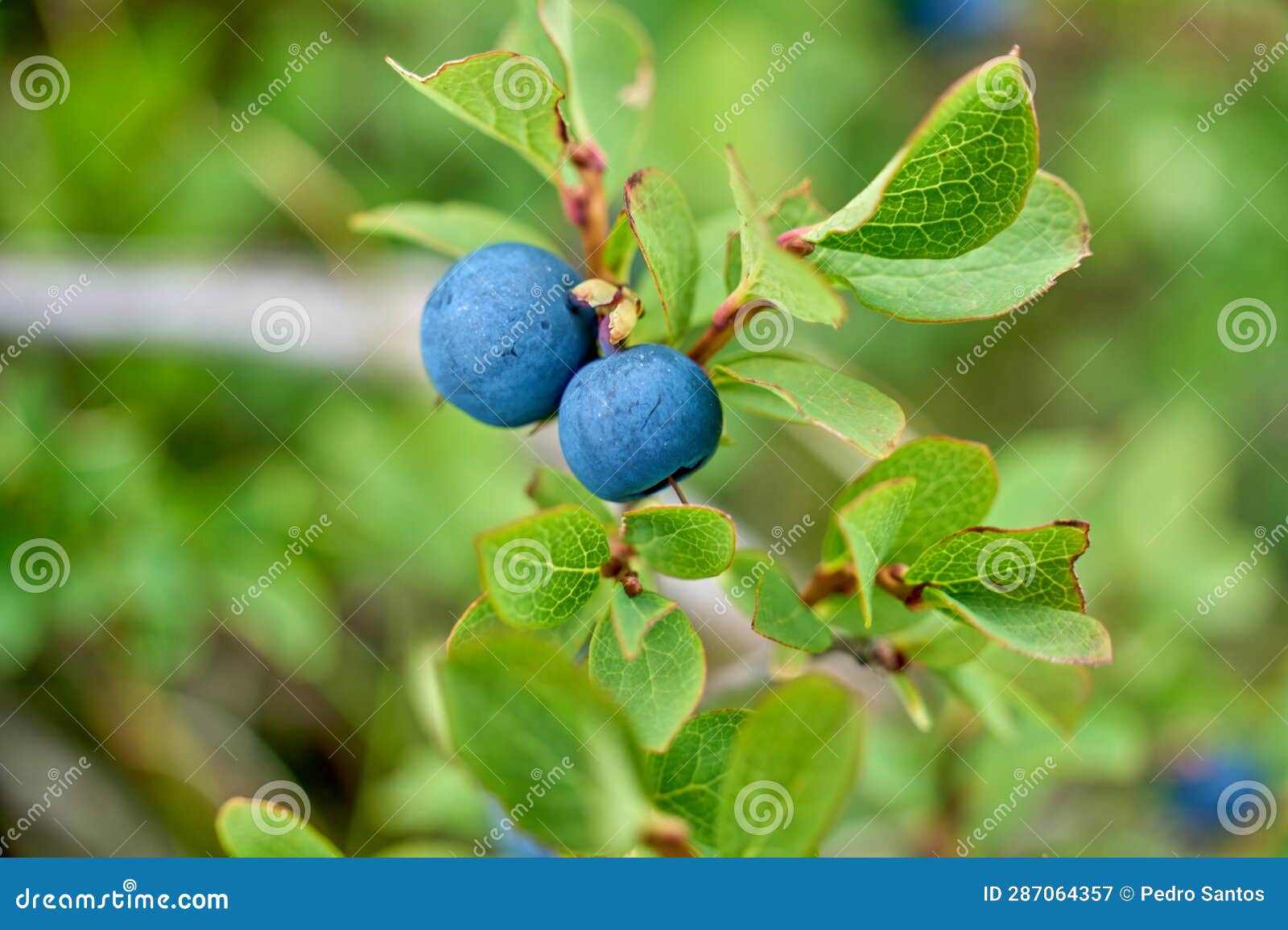 Bog Blueberry, Typical Flora from the Swiss Alps Stock Image - Image of ...