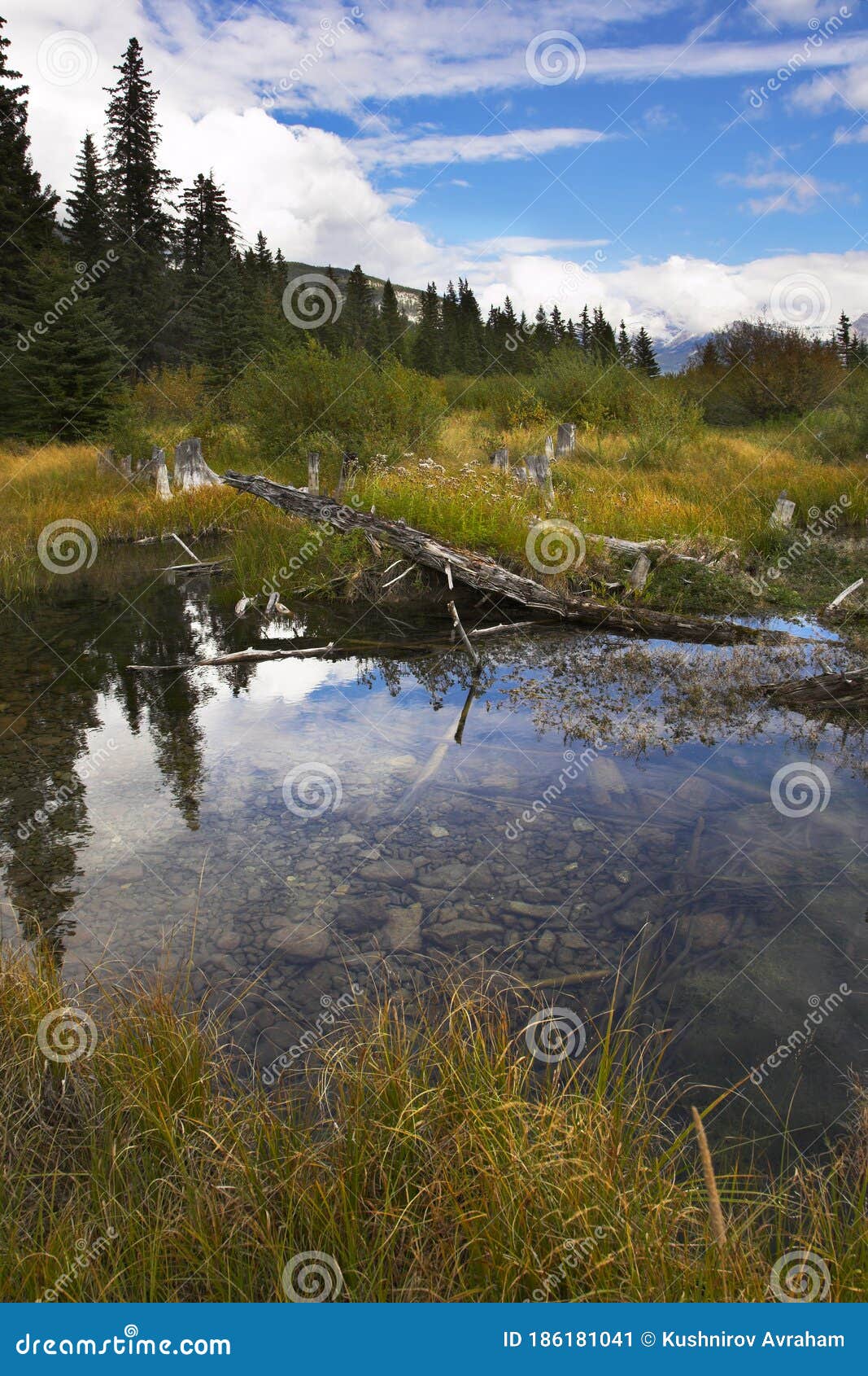 Bog in Cold Northern Mountains Stock Image - Image of conservation ...