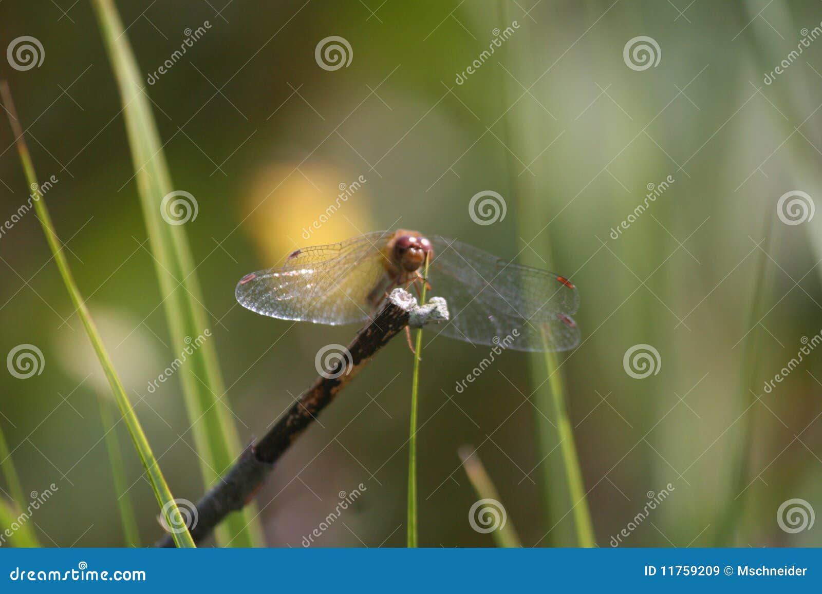 Bog Dragon stock image. Image of plant, branch, wing - 11759209