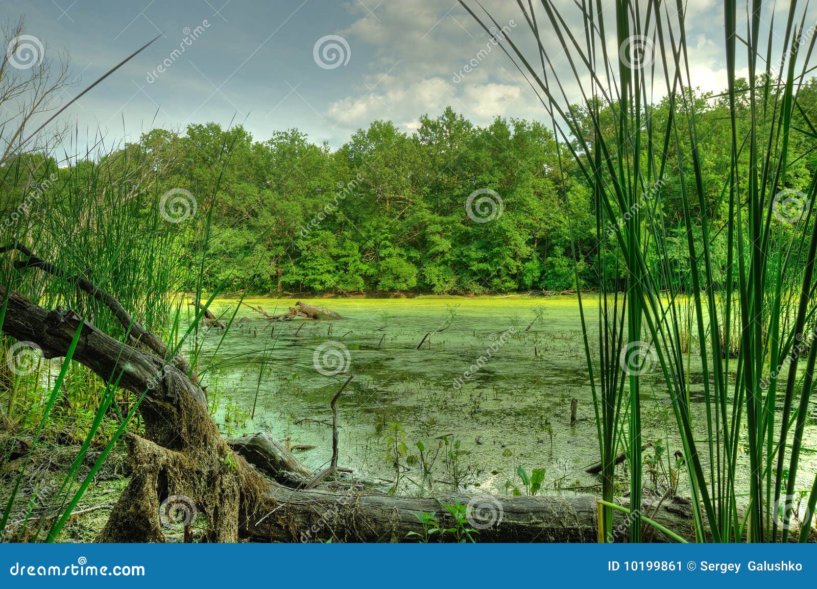 Bog and dry tree stock image. Image of area, outdoors - 10199861