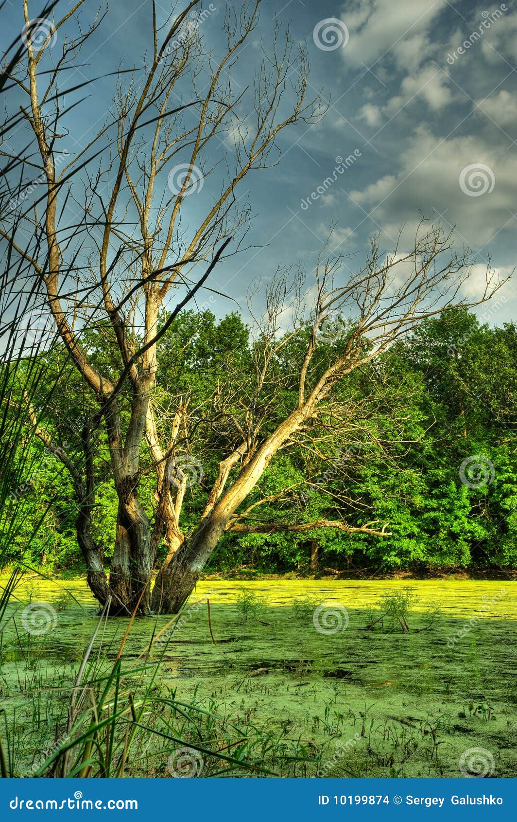 Bog and dry tree stock photo. Image of life, root, everglades - 10199874