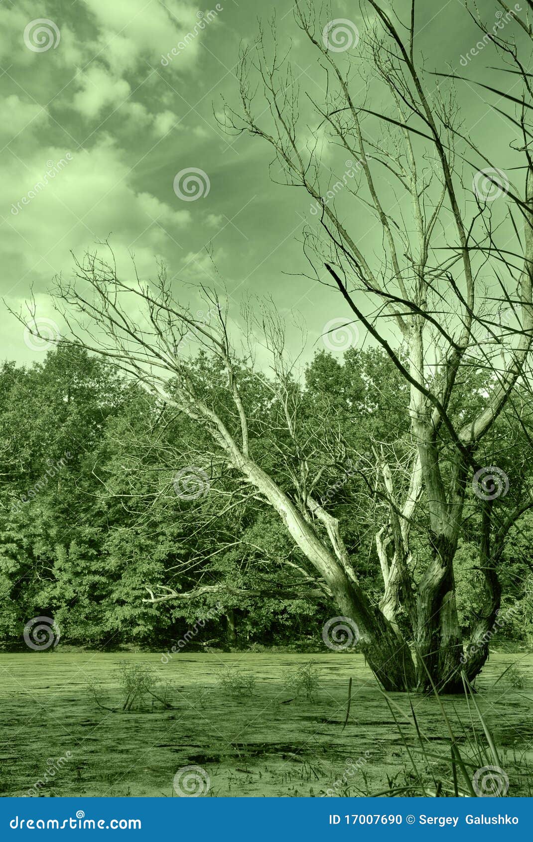 Bog and dry tree stock photo. Image of everglades, rural - 17007690