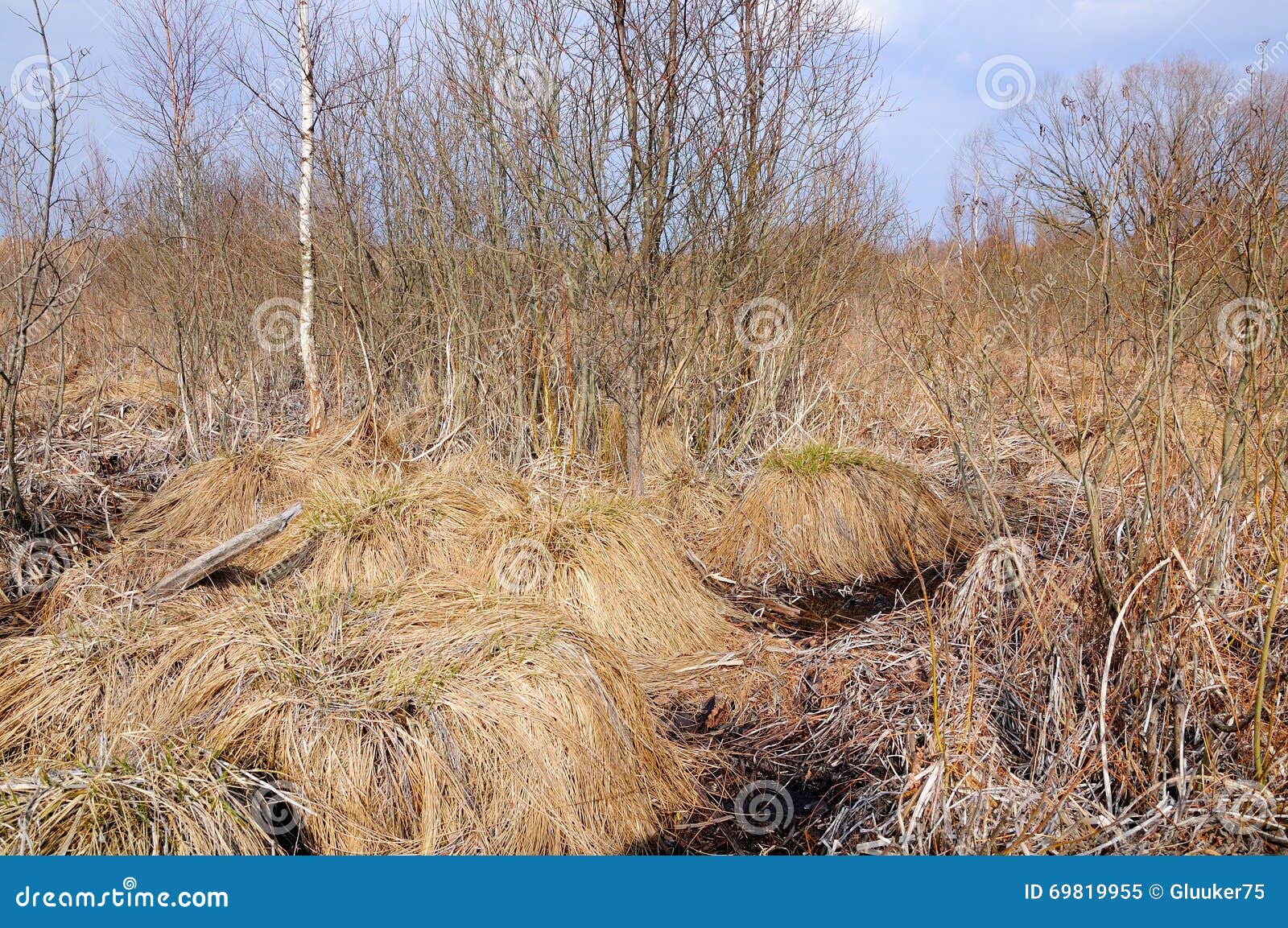 Bog in the early spring stock image. Image of landscape - 69819955