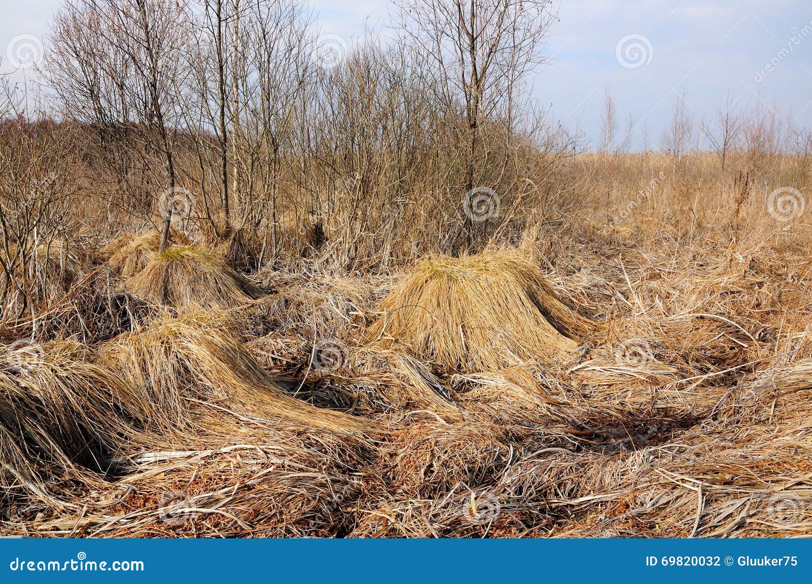 Bog in the early spring stock photo. Image of hummocks - 69820032