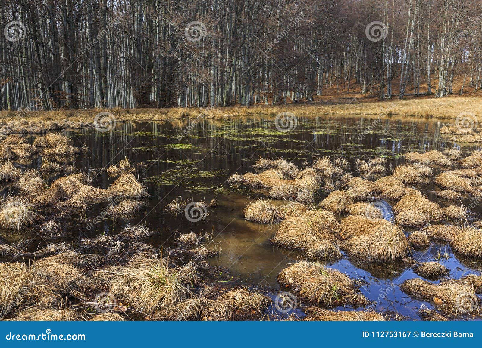 Bog and Flooded Spring Forest Stock Image - Image of countryside ...