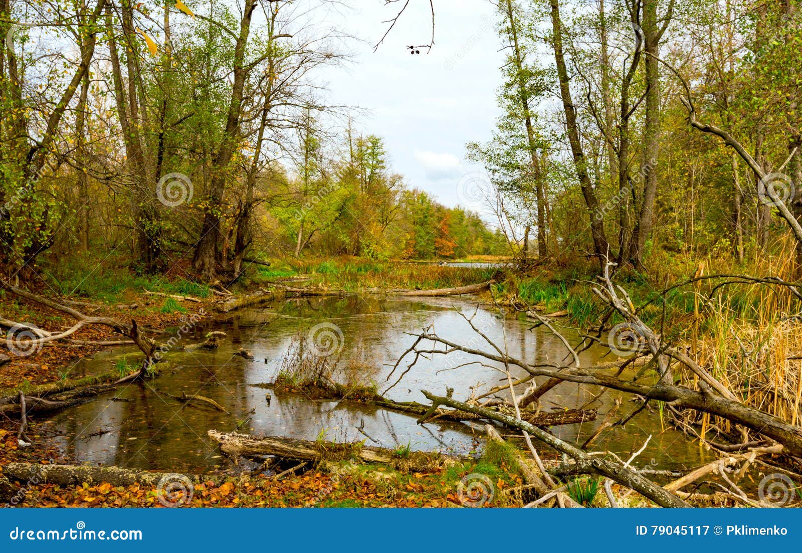 Bog in forest stock image. Image of river, environment - 79045117
