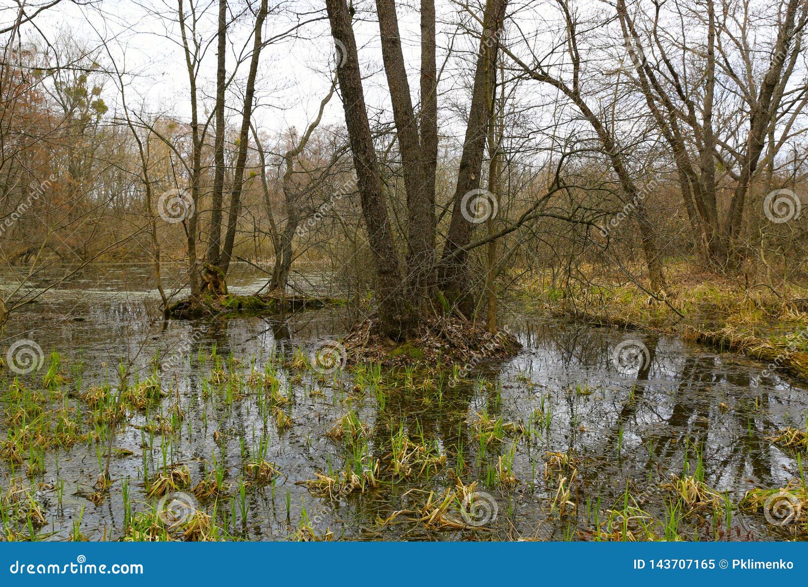 Bog in forest stock image. Image of tree, ecosystem - 143707165