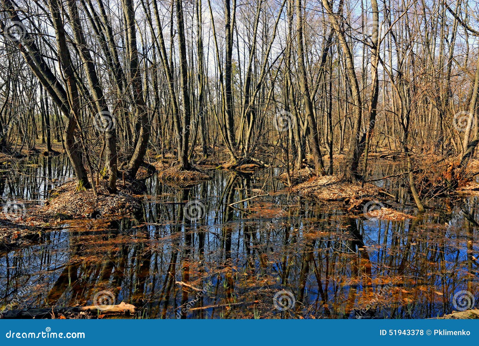 Bog in forest stock photo. Image of ancient, environment - 51943378