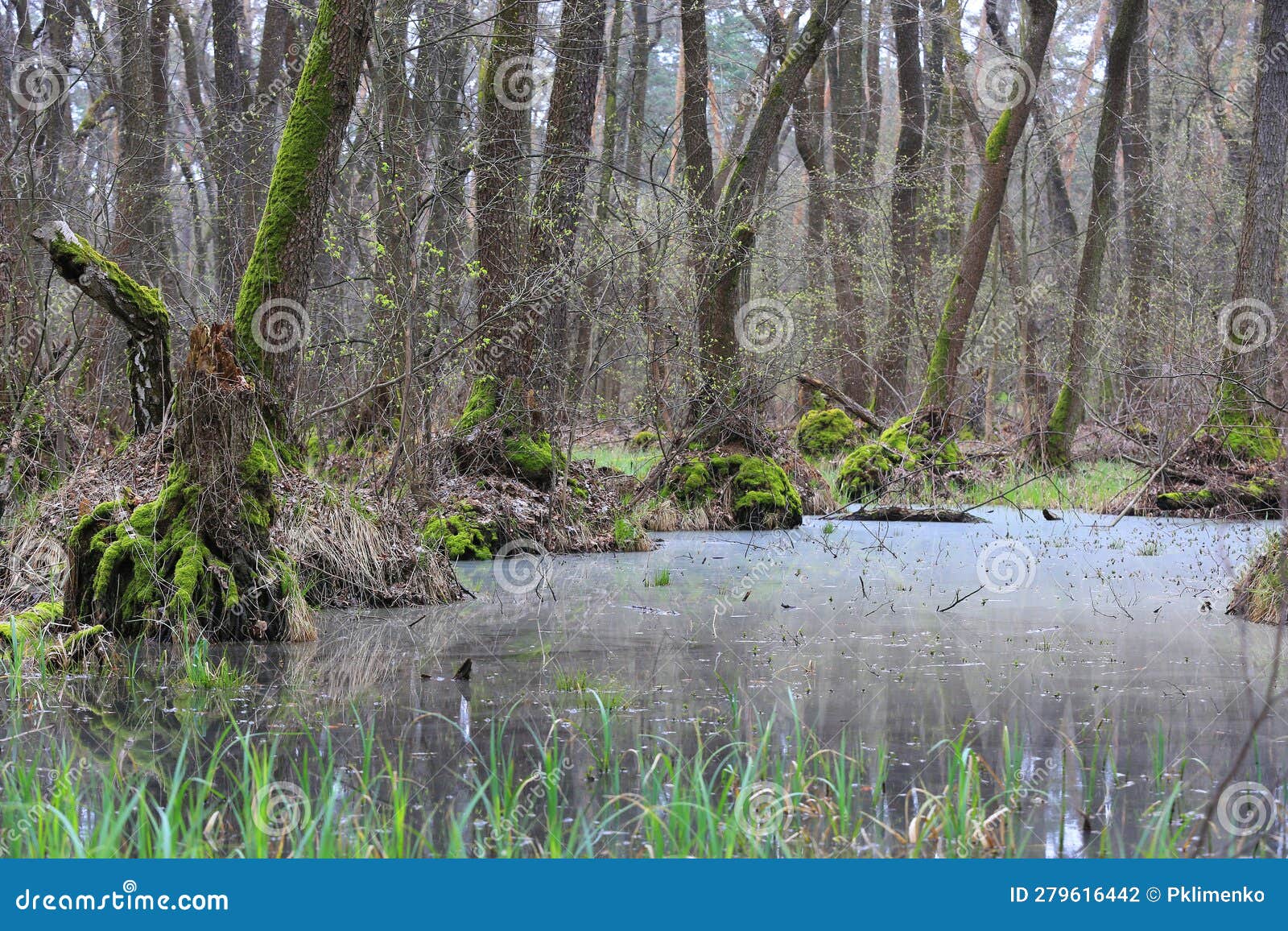 Bog in forest stock photo. Image of scenic, calm, waters - 279616442