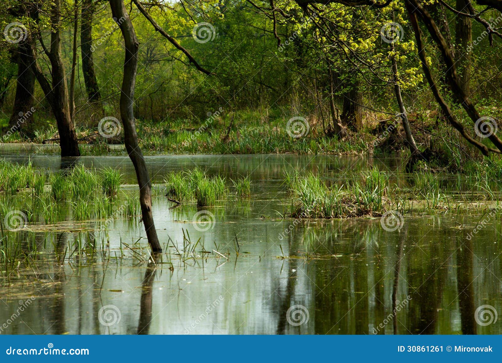 Bog in forest stock image. Image of nature, pond, swamp - 30861261