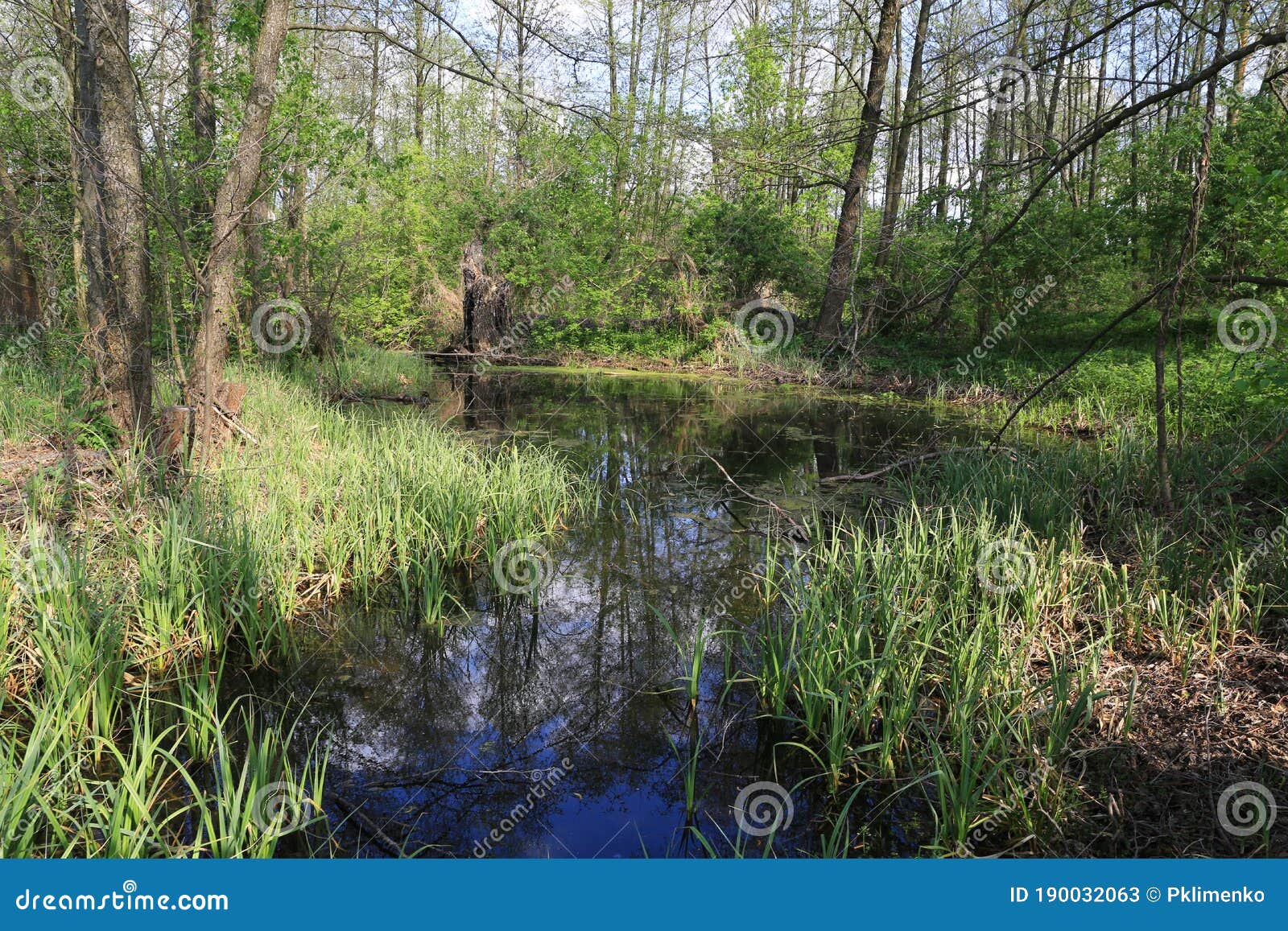 Bog in forest stock image. Image of season, scenic, spring - 190032063