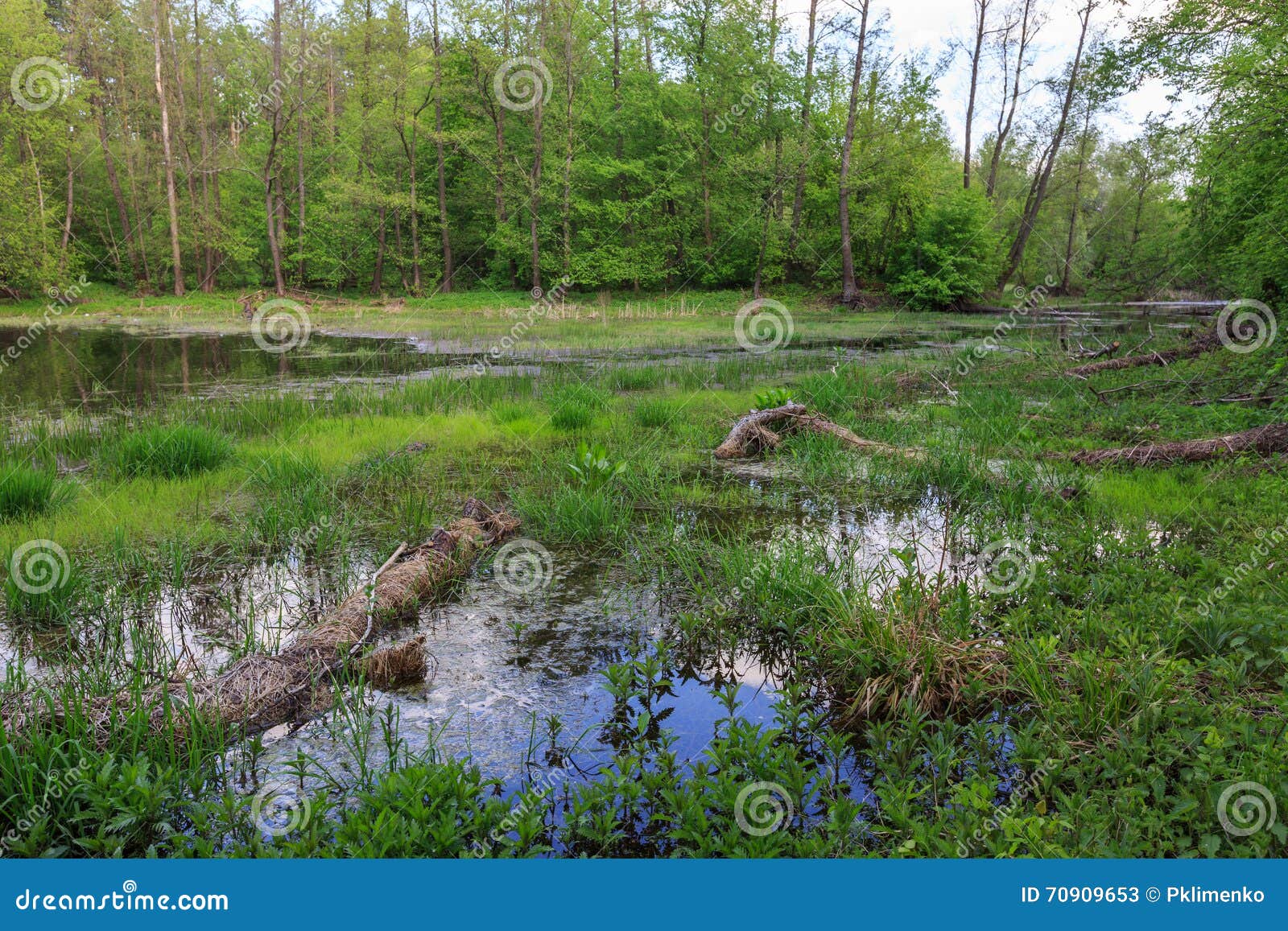 Bog in green forest stock image. Image of green, reflection - 70909653