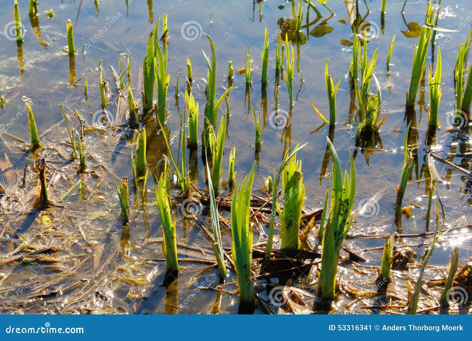 A bog stock image. Image of water, summer, swamp, wildlife - 53316341