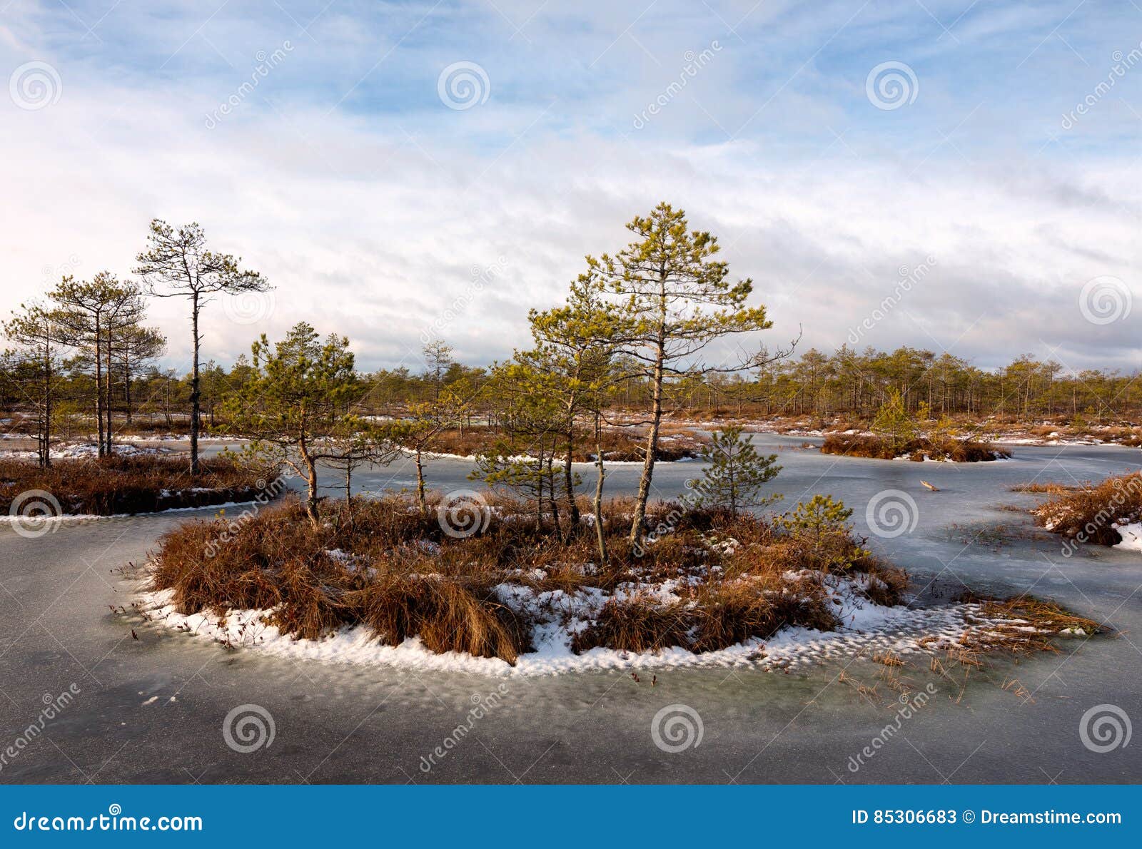 Bog Islands in Frozen Bog Pond Stock Image - Image of small, landscape ...