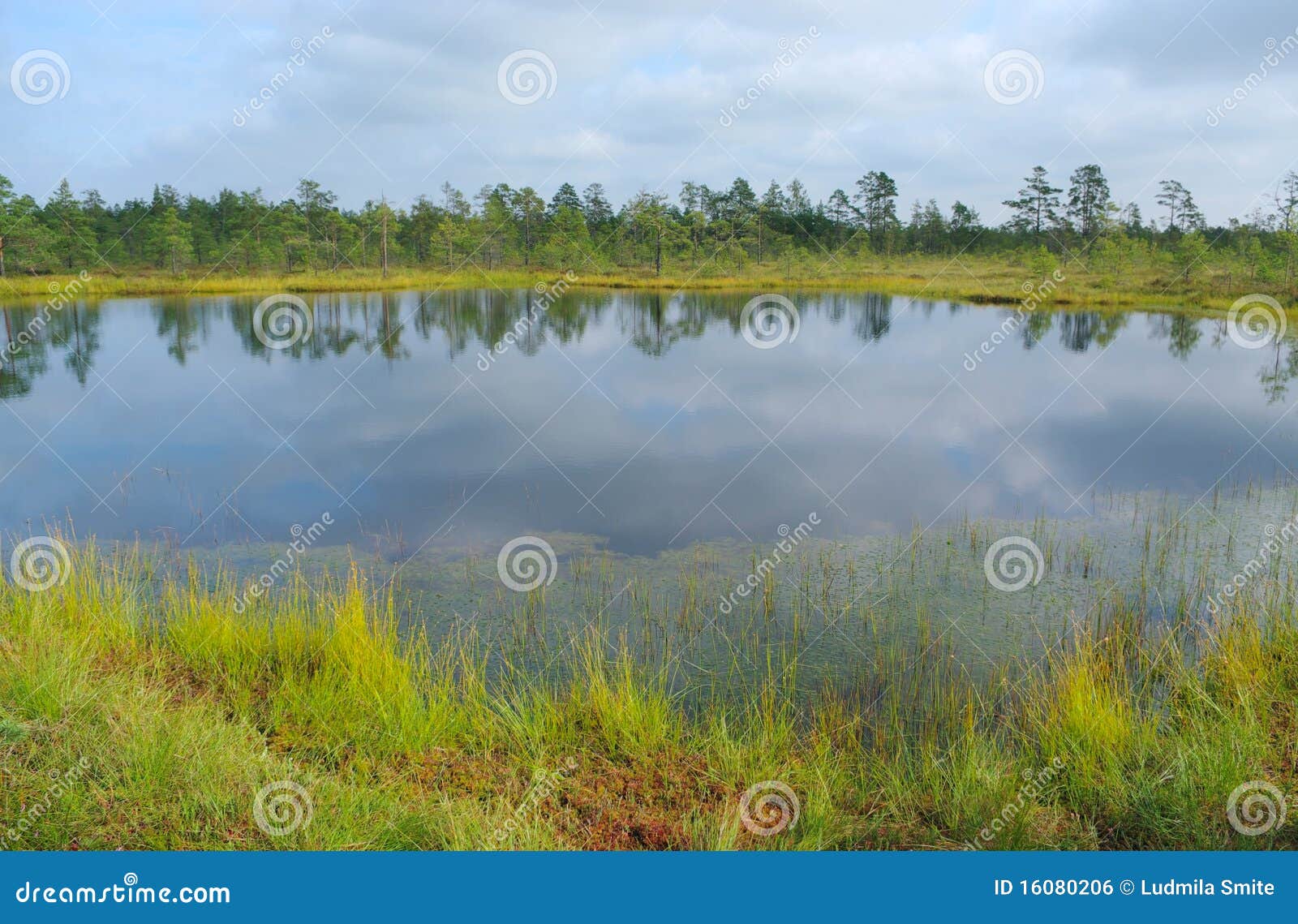 Bog lake. stock photo. Image of orange, area, green, color - 16080206