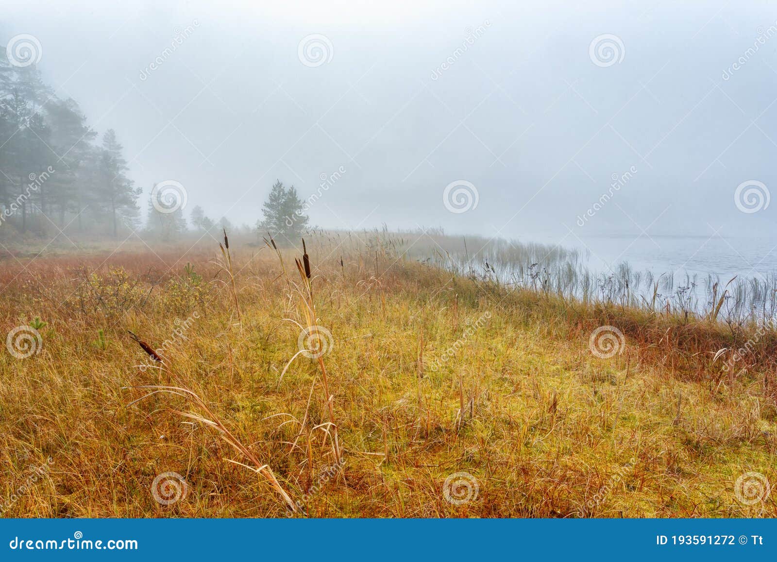 Bog at a lake with fog stock photo. Image of landscape - 193591272