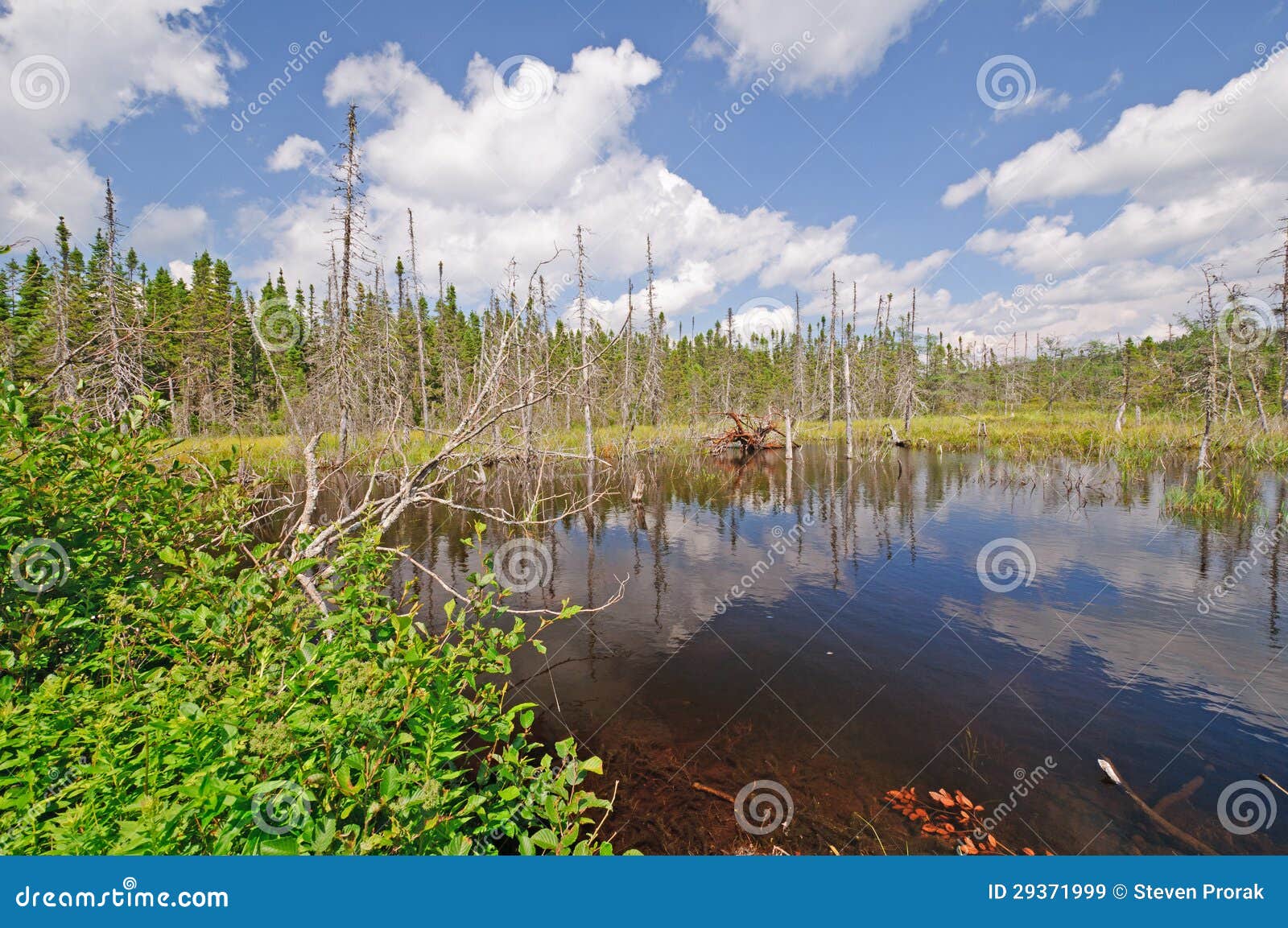 Bog Lake in the Wilderness stock image. Image of habitat - 29371999