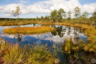 Bog landscape stock image. Image of marsh, cloudscape - 16387477