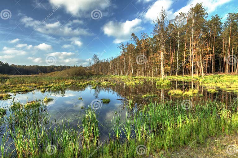 Bog Landscape stock photo. Image of seasonal, cloudy - 27997126