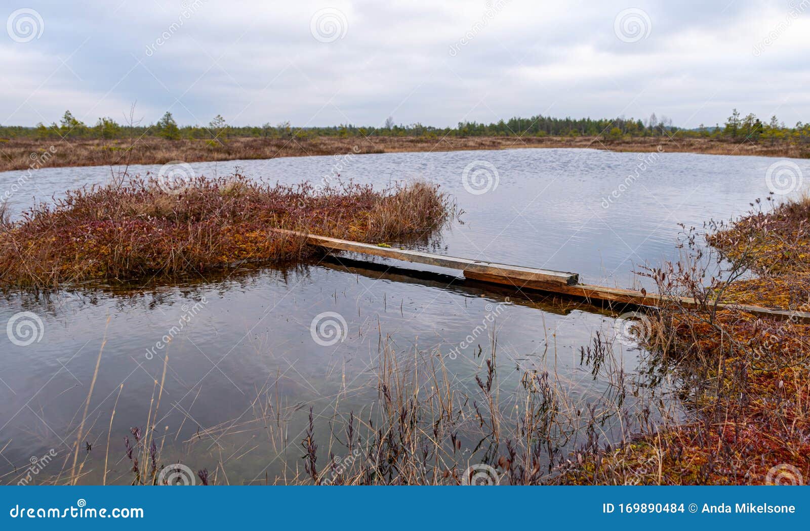 A Lonely Landscape with Bogs Stock Photo - Image of nature, grass ...