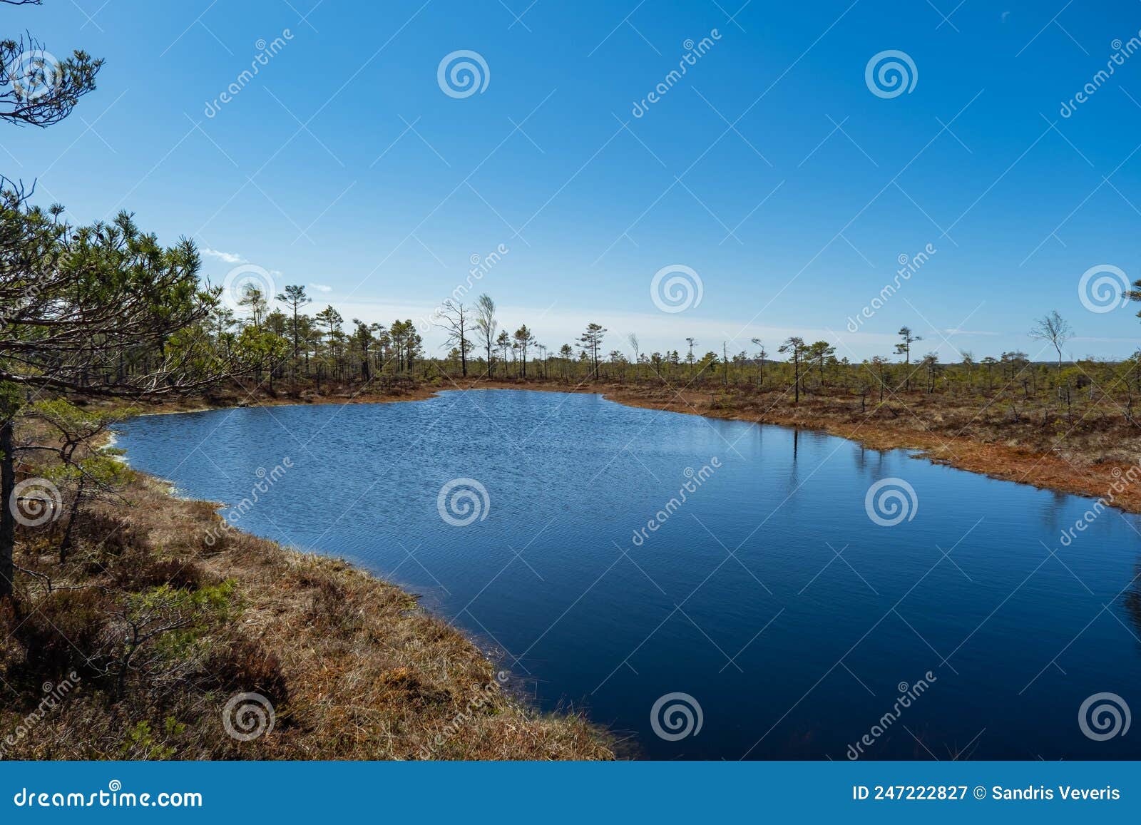 Bog Landscape with Small Bog Pines, Grass, Moss and Dark Bog Lake Stock ...