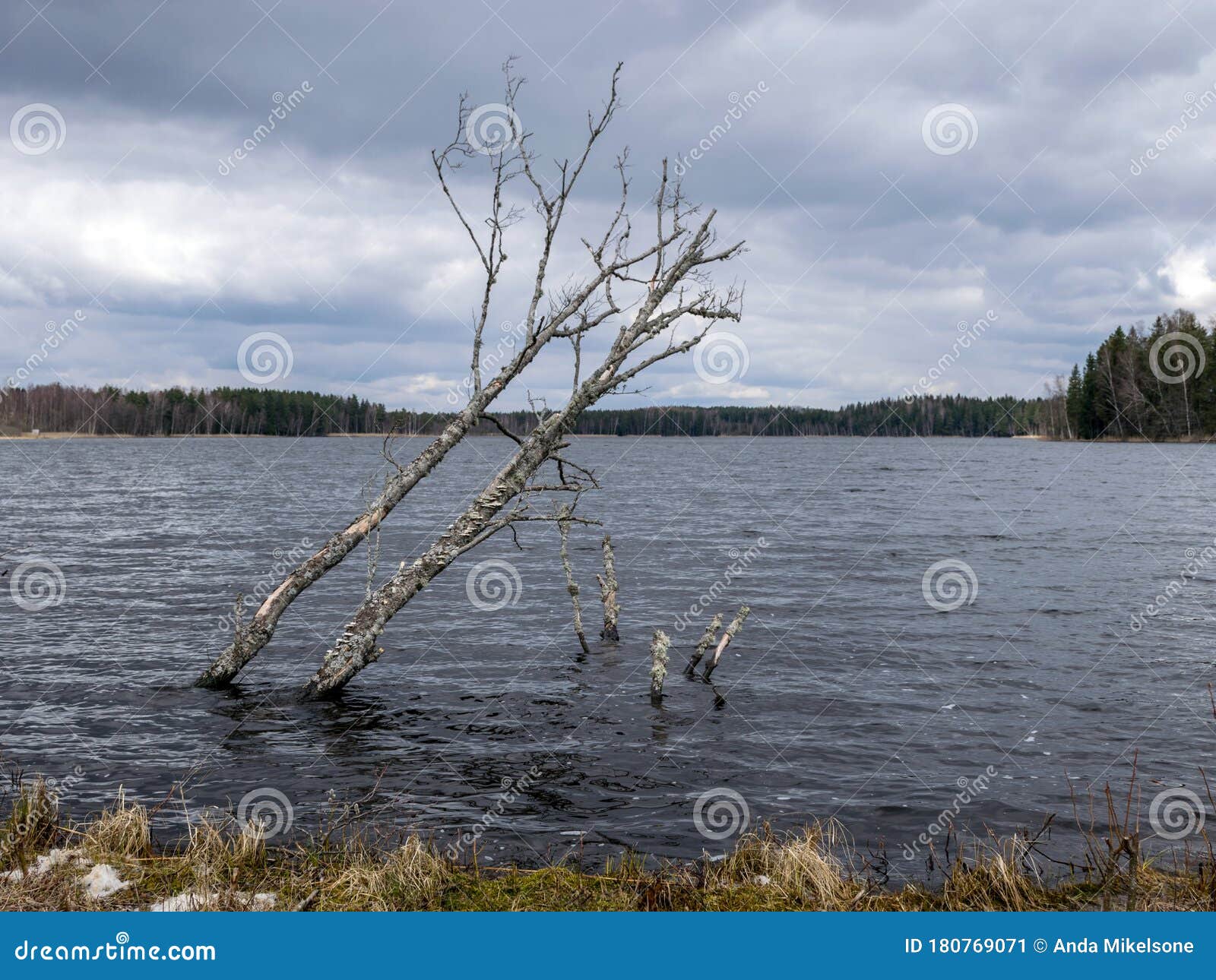 Bog Landscape in Spring, Bog Texture, Bog Trees, Grass and Moss, Bog ...