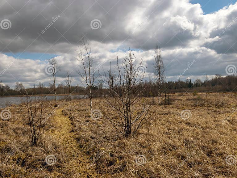 Bog Landscape in Spring, Bog Texture, Bog Trees, Grass and Moss, Bog ...