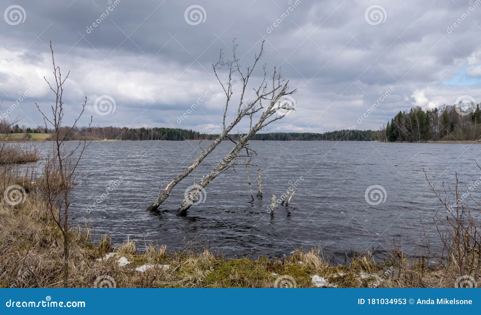 Bog Landscape in Spring, Bog Texture, Bog Trees, Grass and Moss, Bog ...