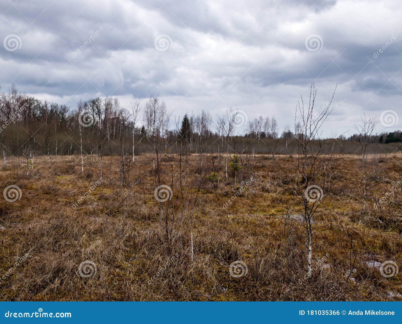 Bog Landscape in Spring, Bog Texture, Bog Trees, Grass and Moss, Bog ...