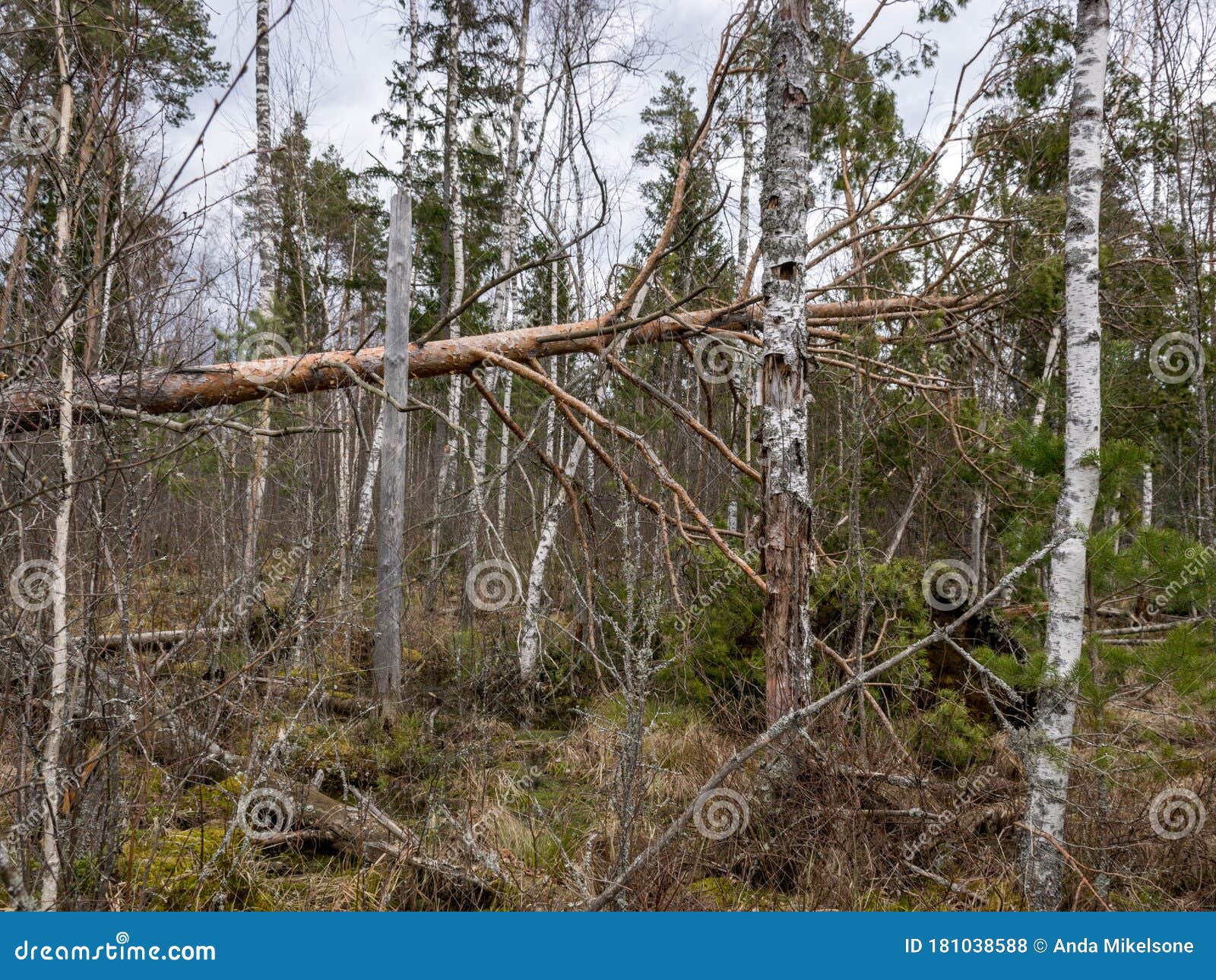 Bog Landscape in Spring, Bog Texture, Bog Trees, Grass and Moss, Bog ...