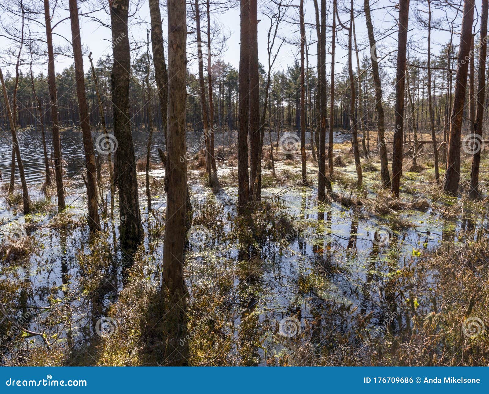 Bog Landscape with Tree Trunks in Water Stock Photo - Image of nature ...
