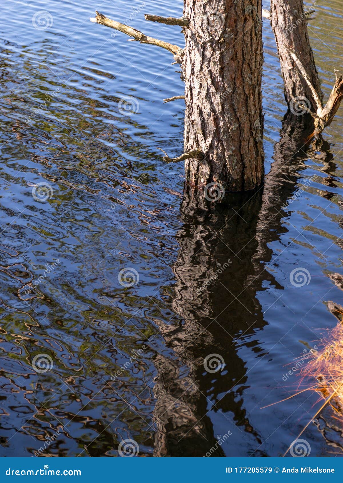 Bog Landscape with Tree Trunks in Water Stock Image - Image of weather ...