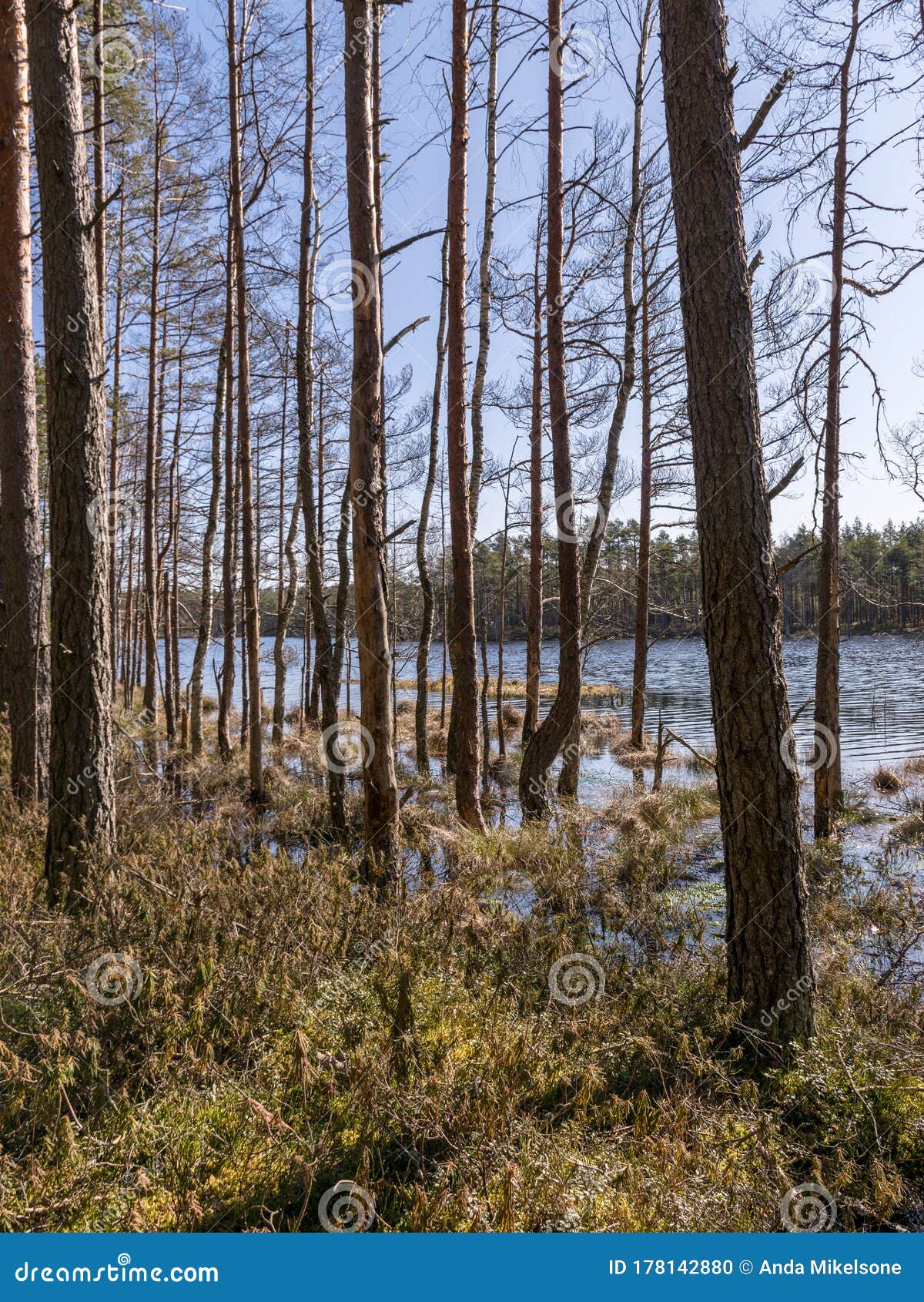 Bog Landscape with Tree Trunks in Water Stock Photo - Image of water ...