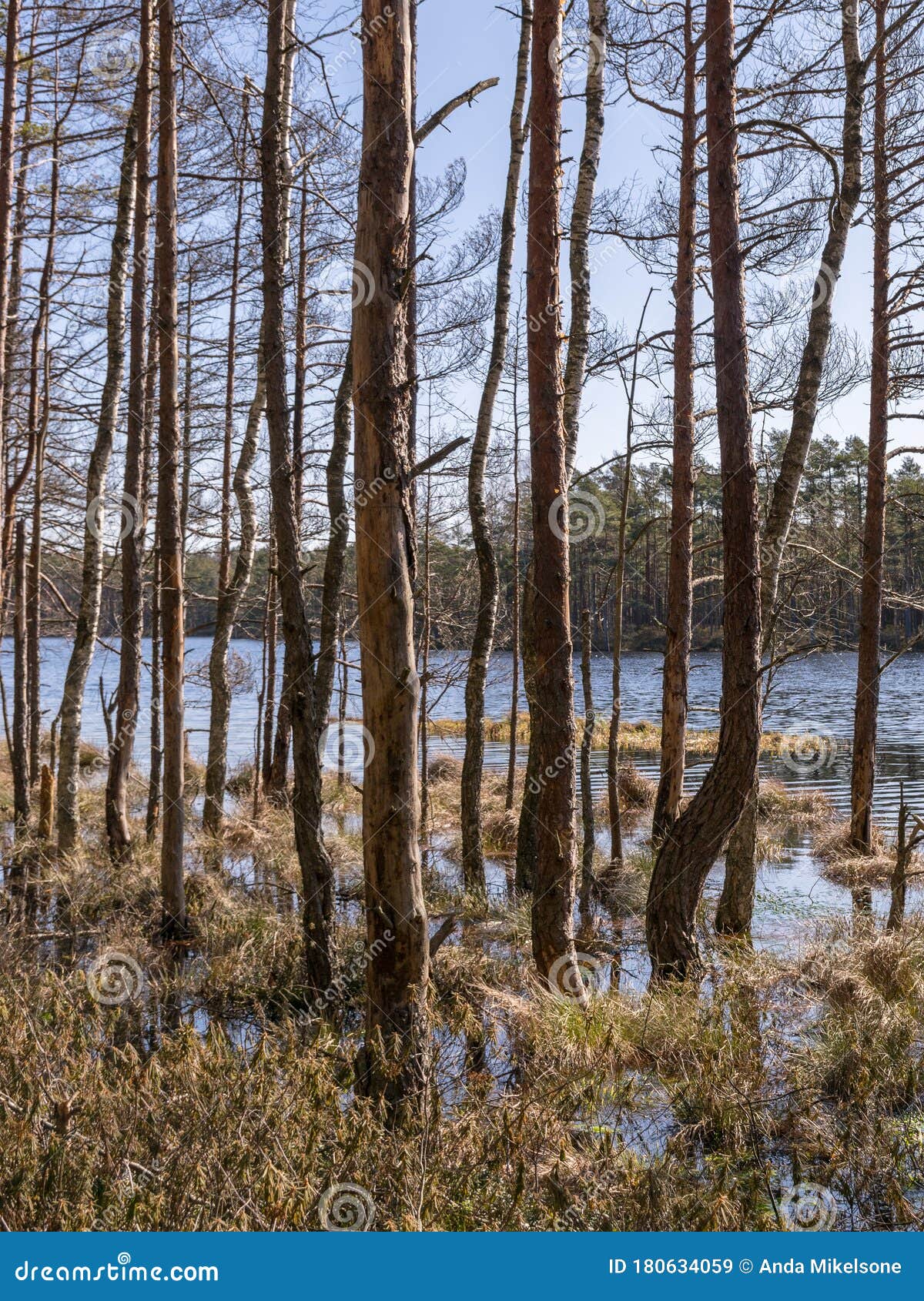 Bog Landscape with Tree Trunks in Water Stock Image - Image of nature ...