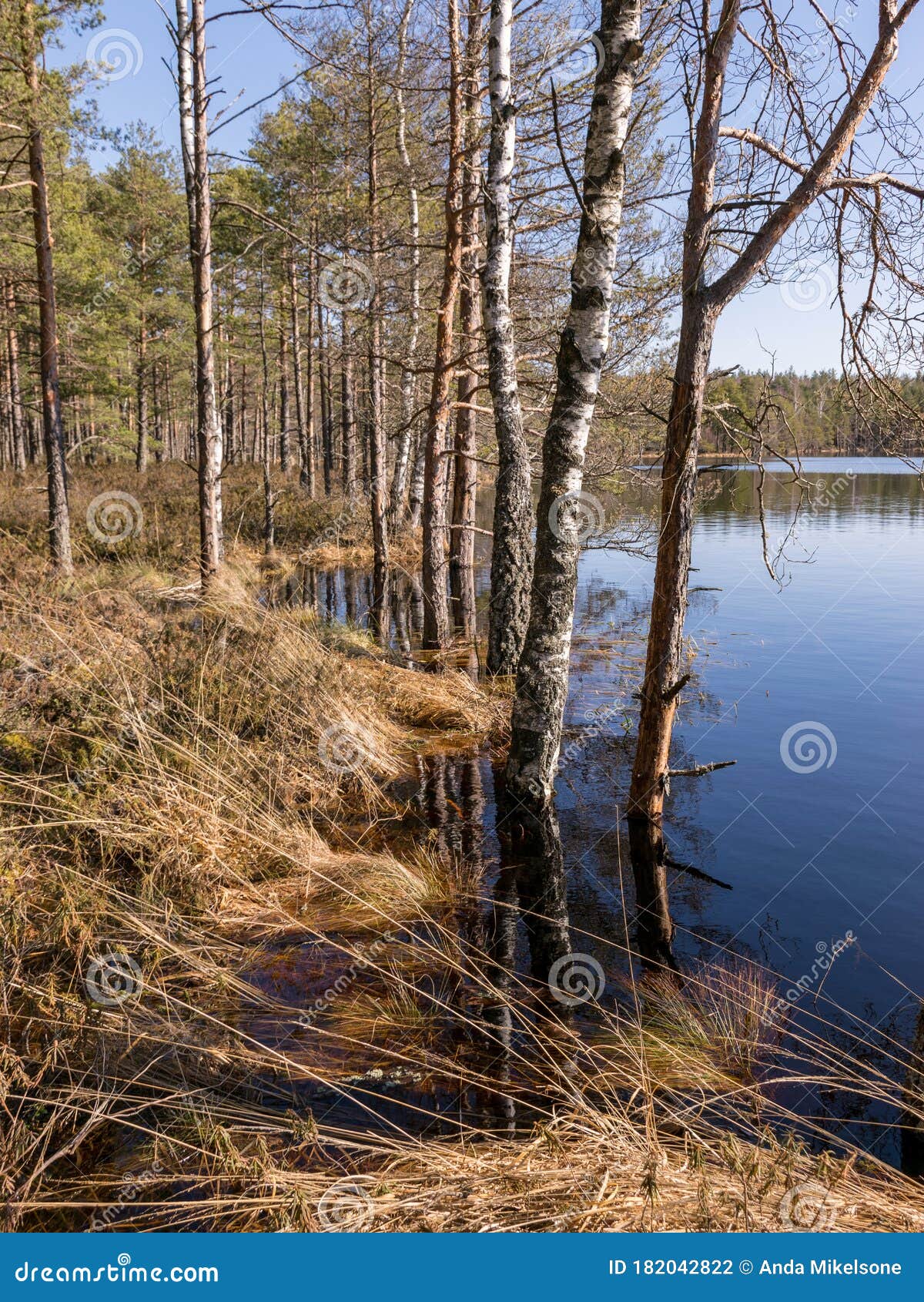 Bog Landscape with Tree Trunks in Water Stock Photo - Image of tree ...