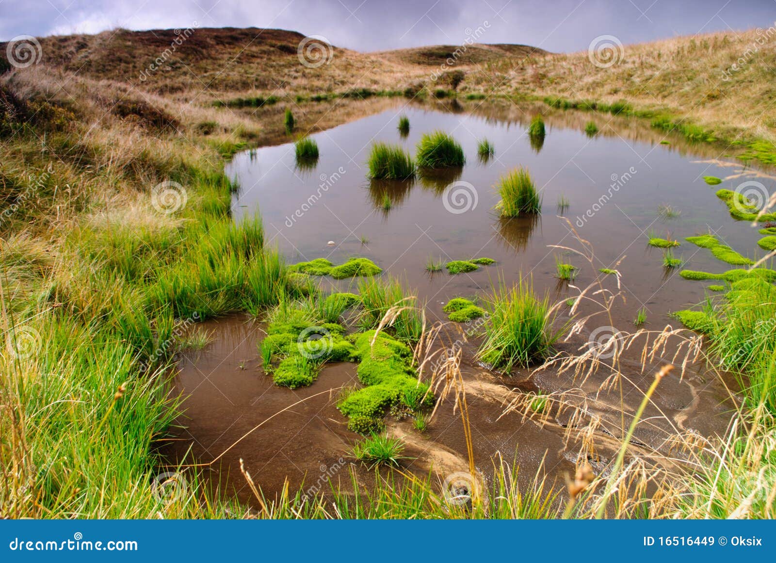 Bog in mountains stock image. Image of autumn, environment - 16516449