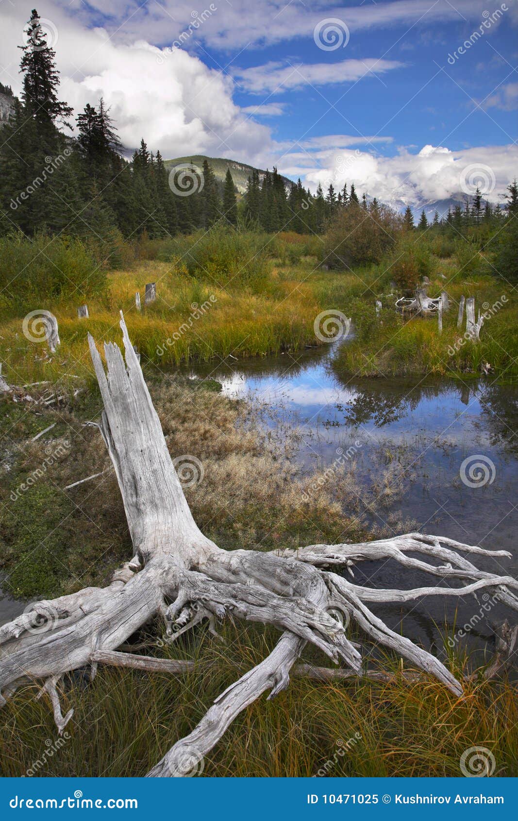 Bog in Mountains and Snags on Coast Stock Image - Image of scenics ...