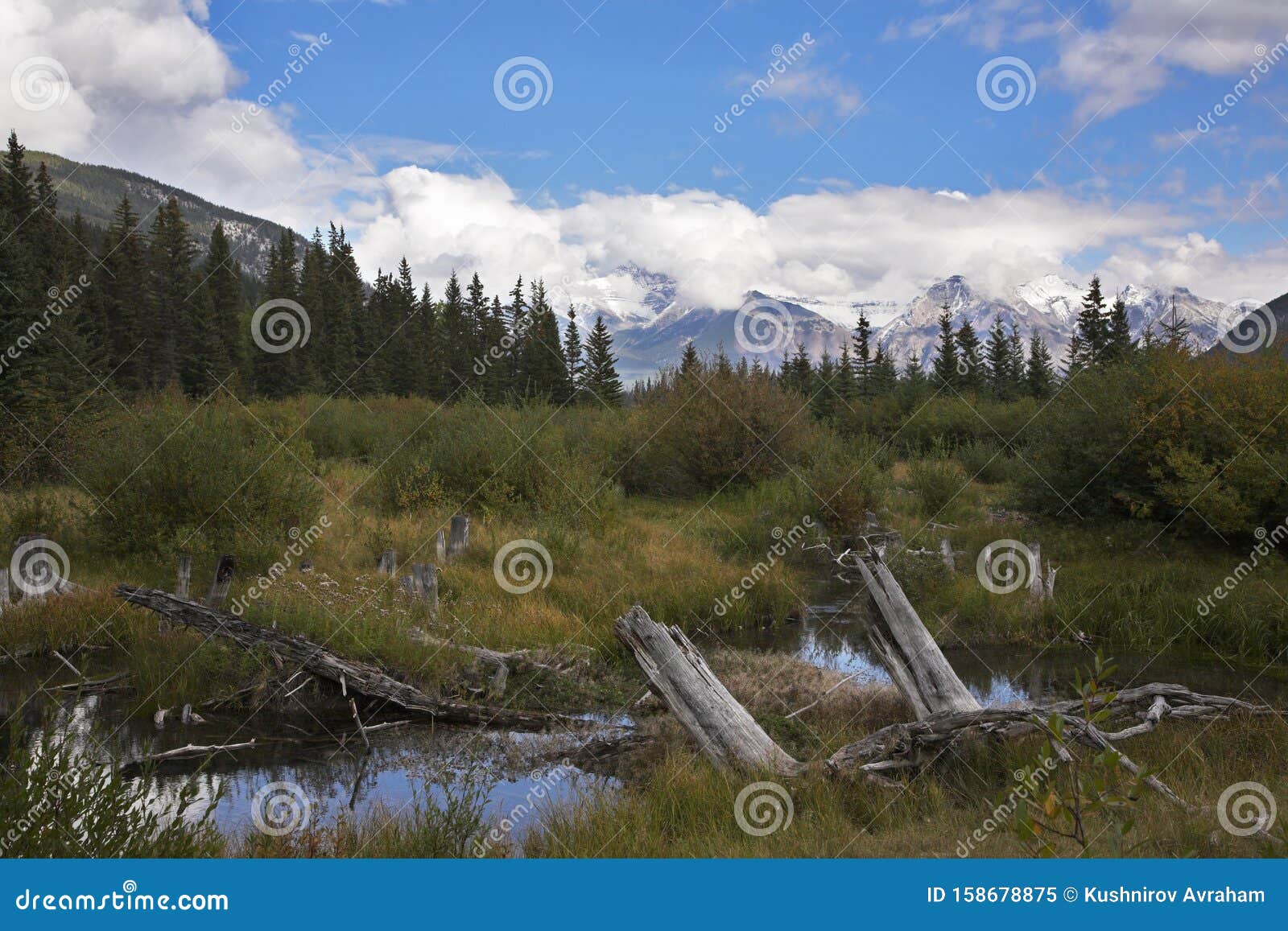 Bog in mountains and snags stock image. Image of plant - 158678875